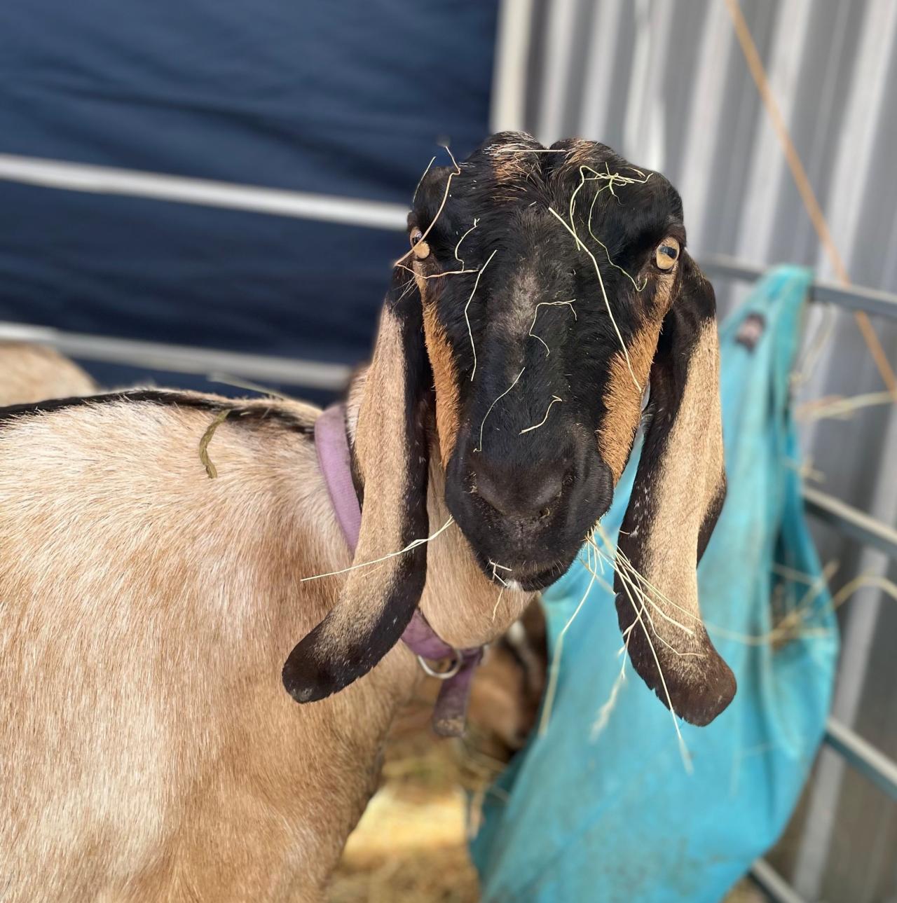GoatFest delights attendees | Tasmanian Country Newspaper